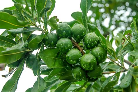 How Do Macadamia Nuts Grow Top Facts