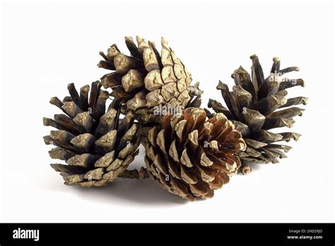 Traditional Autumn Wooden Background Cut Out Stock Images And Pictures