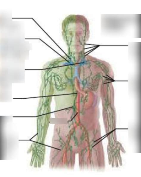 Regional Lymph Nodes Diagram Quizlet