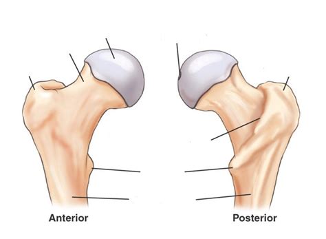 Proximal Femur Diagram Quizlet