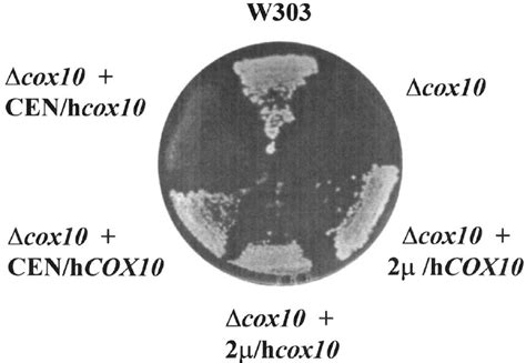 complementation of a yeast cox10 null mutant by human cox10 the
