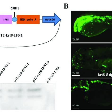 Construction Of A Transgenic Vector A Plasmid Map Of The Transgenic
