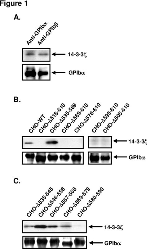 Figure 1 From IDENTIFICATION OF A NOVEL 14 3 3 Cid 1 BINDING SITE WITHIN THE CYTOPLASMIC TAIL