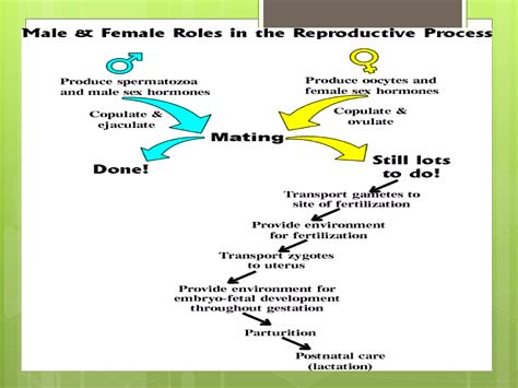 Reproductive System Of Eartworms And Insects Pptx