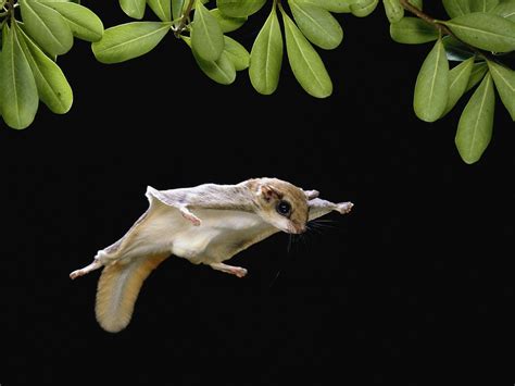 Flying Squirrel Wallpapers Top Free Flying Squirrel Backgrounds
