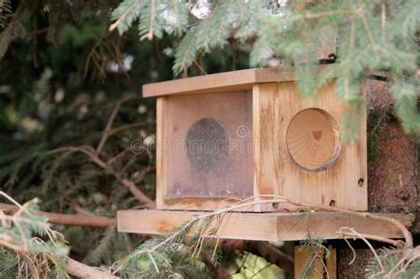 Bird Feeder On A Tree Stock Image Image Of Wildlife 372981833