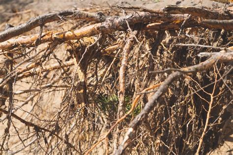 Dry Tree Roots Stick Out From The Sand Stock Image Image Of Coast Hill