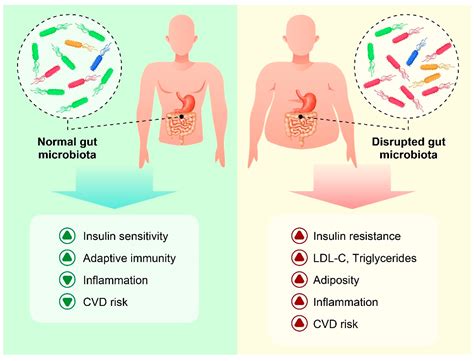 Gut Microbiota And Obesity