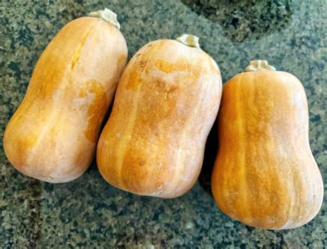 Winter Squash Gratin Karens Kitchen Stories