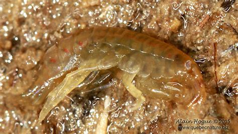 Crustacea Bugguidenet