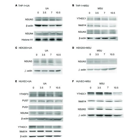 Protein Expressions Of Rna Modification Enzymes Were Affected In Msu Or