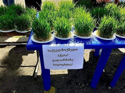 თელავში მოსწავლეებმა საქველმოქმედო აქცია გამართეს Knews Ge