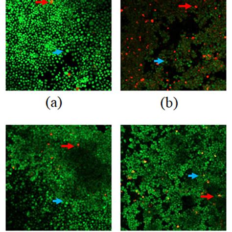 Observation Of Apoptotic Cells In A Fluorescence Microscope With A