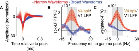 Distinct Feedforward And Feedback Pathways For Cell Type Specific Attention Effects Neuron