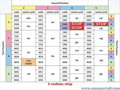 Definition Chain Termination Codons At David Laramie Blog