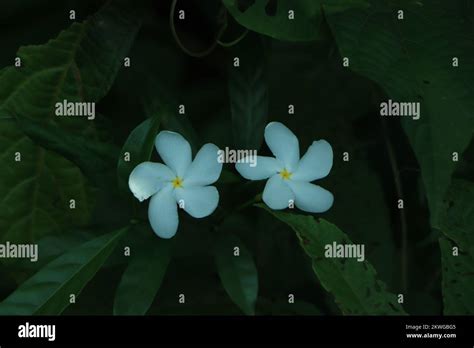 Sampaguita Jasmine National Tree Of Republic Of The Philippines White Sampaguita Jasmine Or