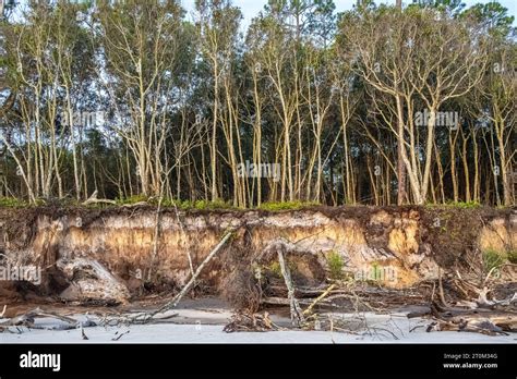 Beach Erosion At Boneyard Beach On Big Talbot Island In Northeast Florida Usa Stock Photo Alamy