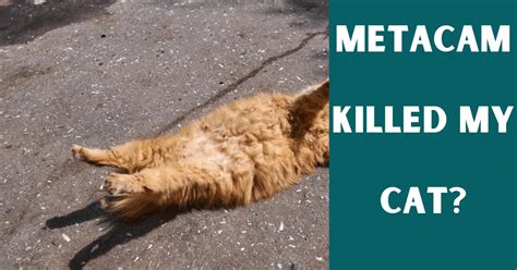 Metacam Killed My Cat Vet Advises