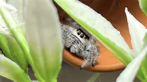 Phidippus Regius Tarantula Farm