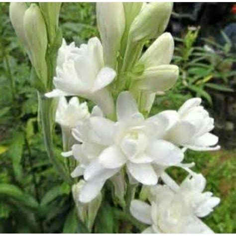 Jual Bibi Tanaman Hias Bunga Sedap Malam Shopee Indonesia