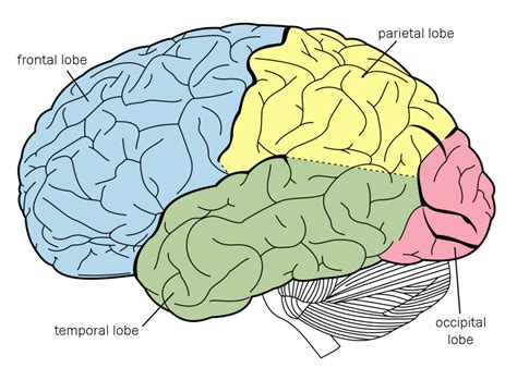 Anatomy Of The Spinal Cord And Brain Cerebrum Cerebellum And Brainstem Integrated Human