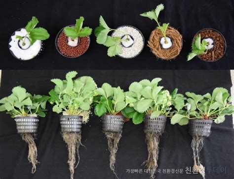 딸기 안정적인 연중생산 기술 개발 친환경투데이 그린버스 신문사 Greenverse Press