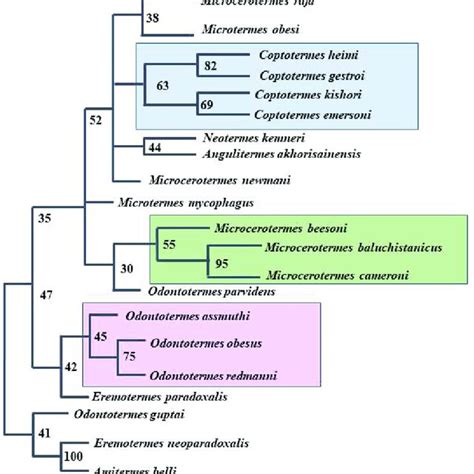 phylogenetic tree built on maximum parsimony method to know the