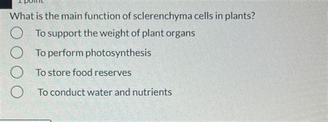 Solved What Is The Main Function Of Sclerenchyma Cells In