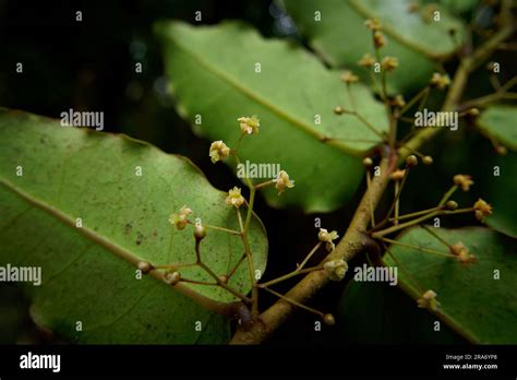 Amborella Trichopoda Is Understory Shrub Or Small Tree Endemic To