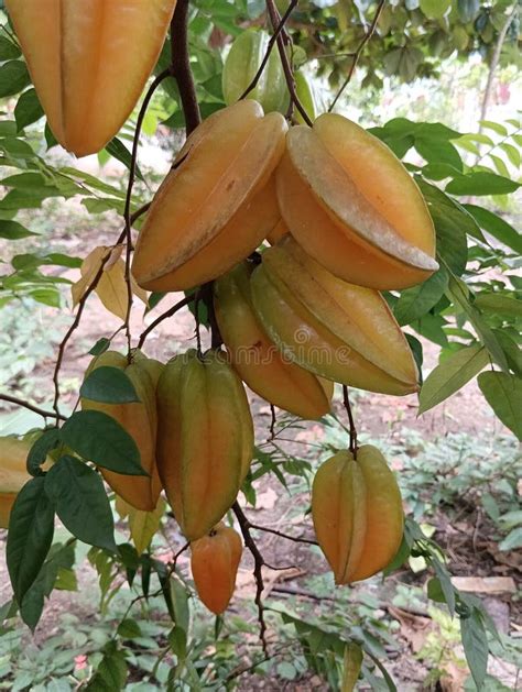Yellow Coloured Beautiful Star Fruits In A Plant With Green Leaves