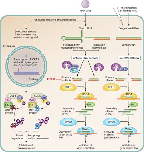 Caenorhabditis Elegans As An Emerging Model For Virus Host Interactions Pmc