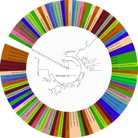 Phylogenetic Tree Based On Nuclear Acid Sequences Of Irp Transcripts Download Scientific