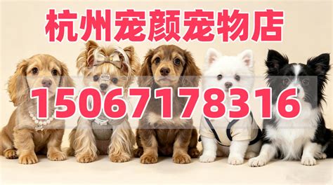 2026甄选：行业内买长毛巧克力奶油腊肠买陨石长毛腊肠哪个好甄选推荐 杭州宠颜宠物店 移动触屏版
