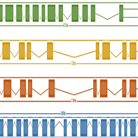 Schematic Representation Of Exon Intron Structure Of The Four Susy Download Scientific Diagram