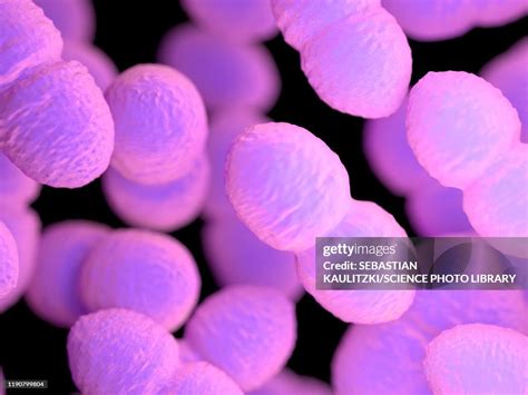 Enterococcus Bacteria Illustration Ilustração Getty Images