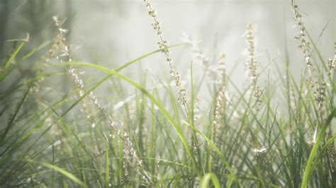 Grass Flower Field With Soft Sunlight For Background 6037538 Stock Video At Vecteezy