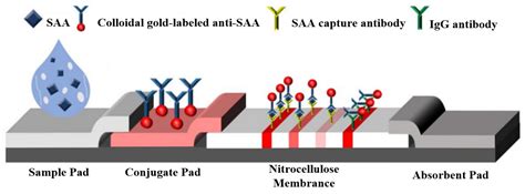 A Quantitative Detection Algorithm For Multi Test Line Lateral Flow Immunoassay Applied In