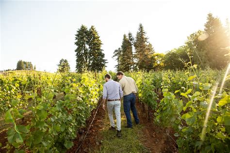 Best 12 Wineries In Oregon Top Vineyards For Wine Lovers Travelenvoy