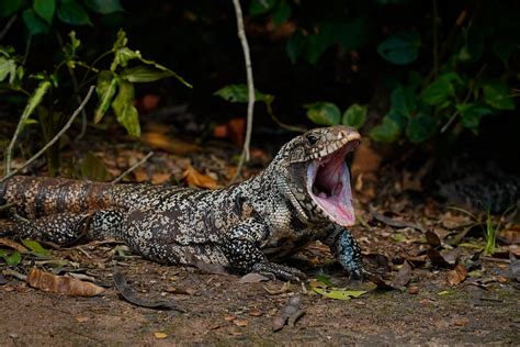 Mexican Alligator Lizard Care Habitat And Fun Facts
