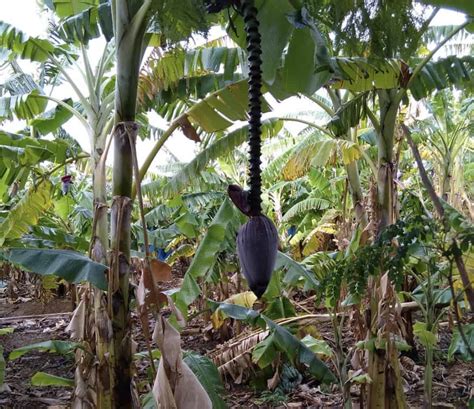 Manzano Apple Banana Grow Guide Tropical Tree Guide