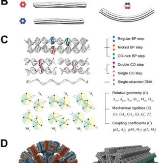 Finite Element Based Structural Analysis A DNA Double Helices As Download Scientific Diagram