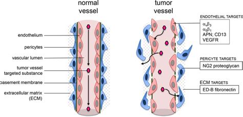 Schematic Visualization Of Possible Targets Close To A Tumor Vessel