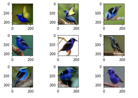 bird classification bird classifier