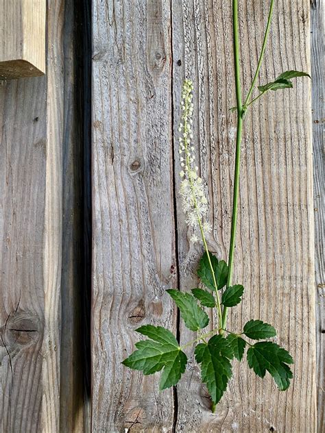 Astragalus Root Extract — House Of Hens And Grit