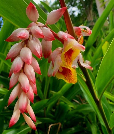 1 Shell Ginger Starter Rooted Plant Tumericalpinia Zerumbet Free