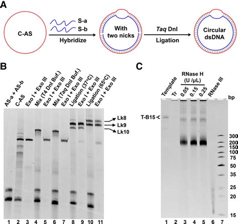 direct dsrna preparation by promoter free rct and rnase h cleavage