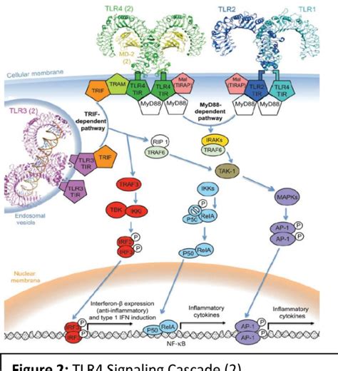 Small Molecule Perturbation Of The Tlr4 Md 2 Interaction Semantic Scholar