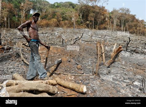 Sierra Leone Kent Illegal Logging Of Rainforest At Western Area Peninsula Forest The Timber