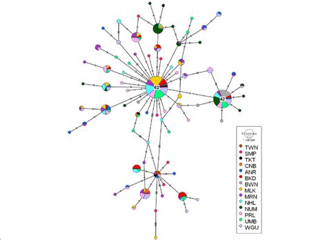 Median Joining Haplotype Network Of Saccostrea Echinata Mitochondrial