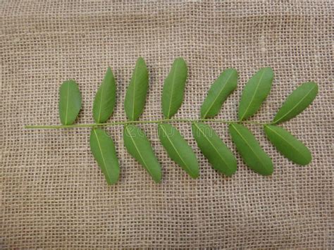 Tipuana Leaf Face Abaxial Stock Image Image Of Adornment 102042727